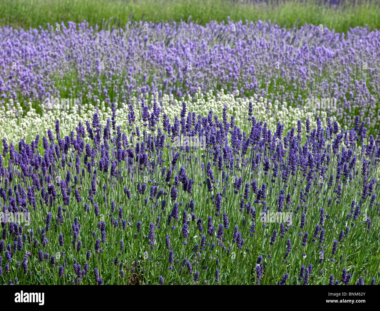 england gloucestershire the cotswolds snowshill lavender farm lavender ...