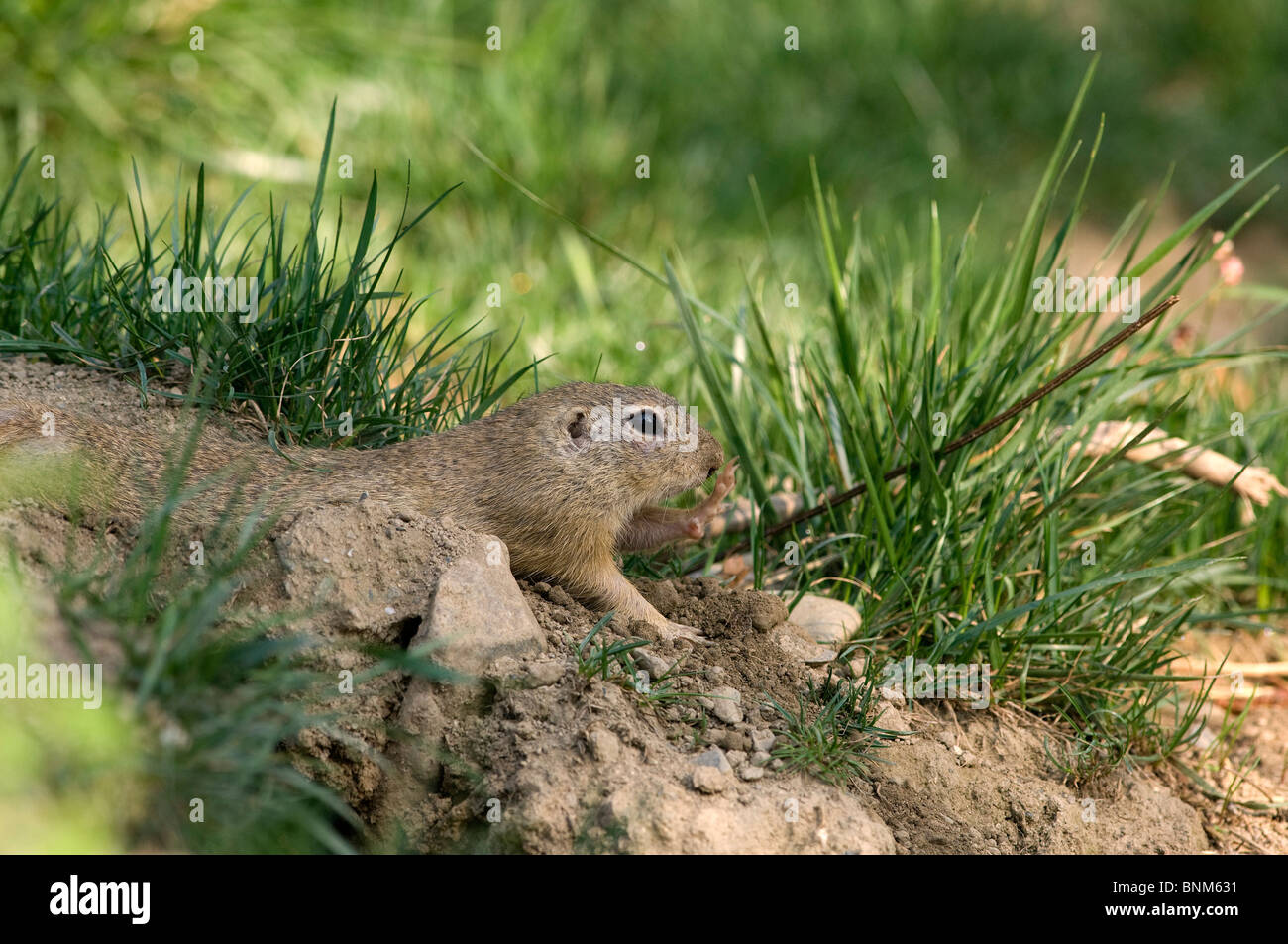 European Souslik European Ground Squirrel Spermophilus citellus animal ...