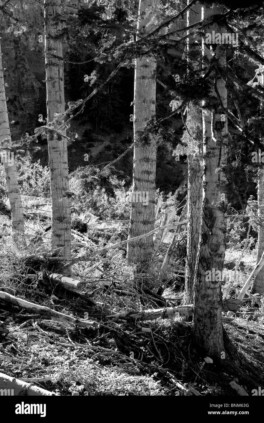 Spring nevada Black and White Stock Photos & Images - Alamy