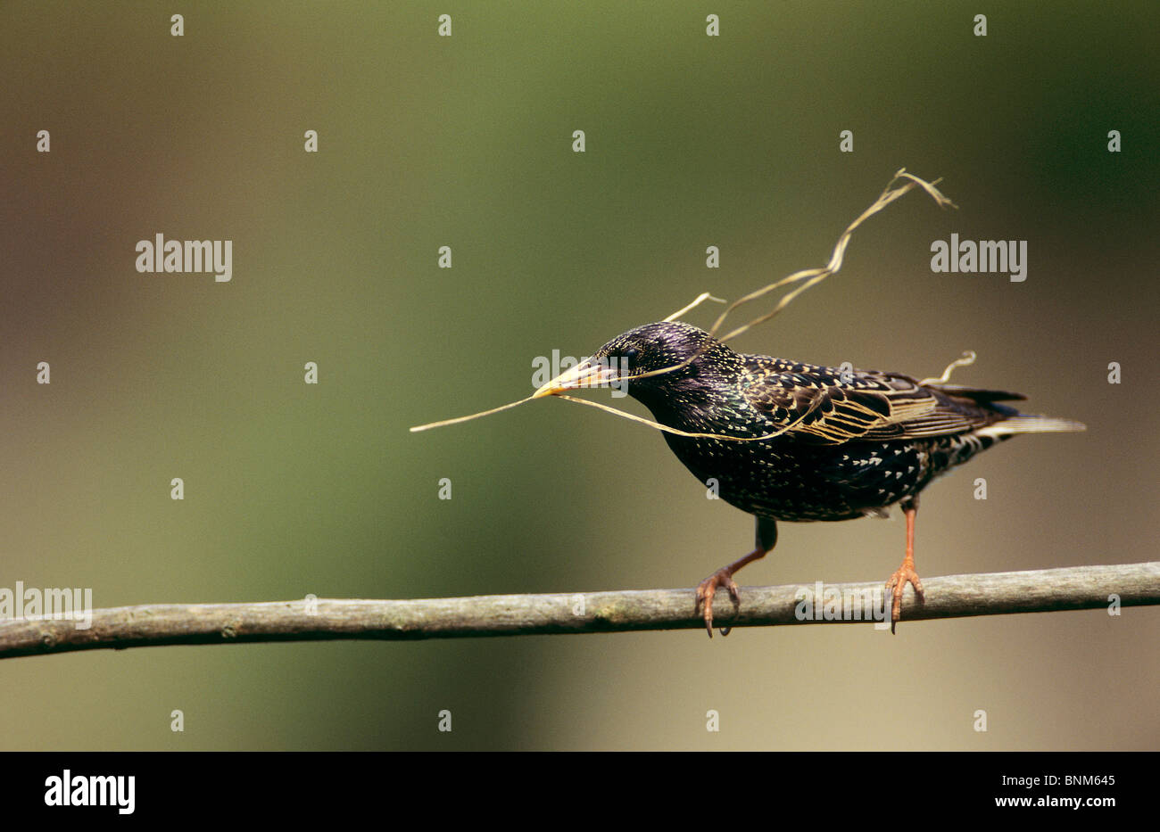 Starling with nesting material / Sturnus vulgaris Stock Photo - Alamy