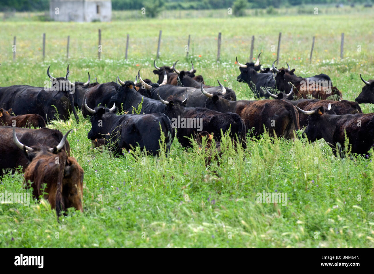 Camargue France cattle herd bulls animals outdoors rear view meadow ...