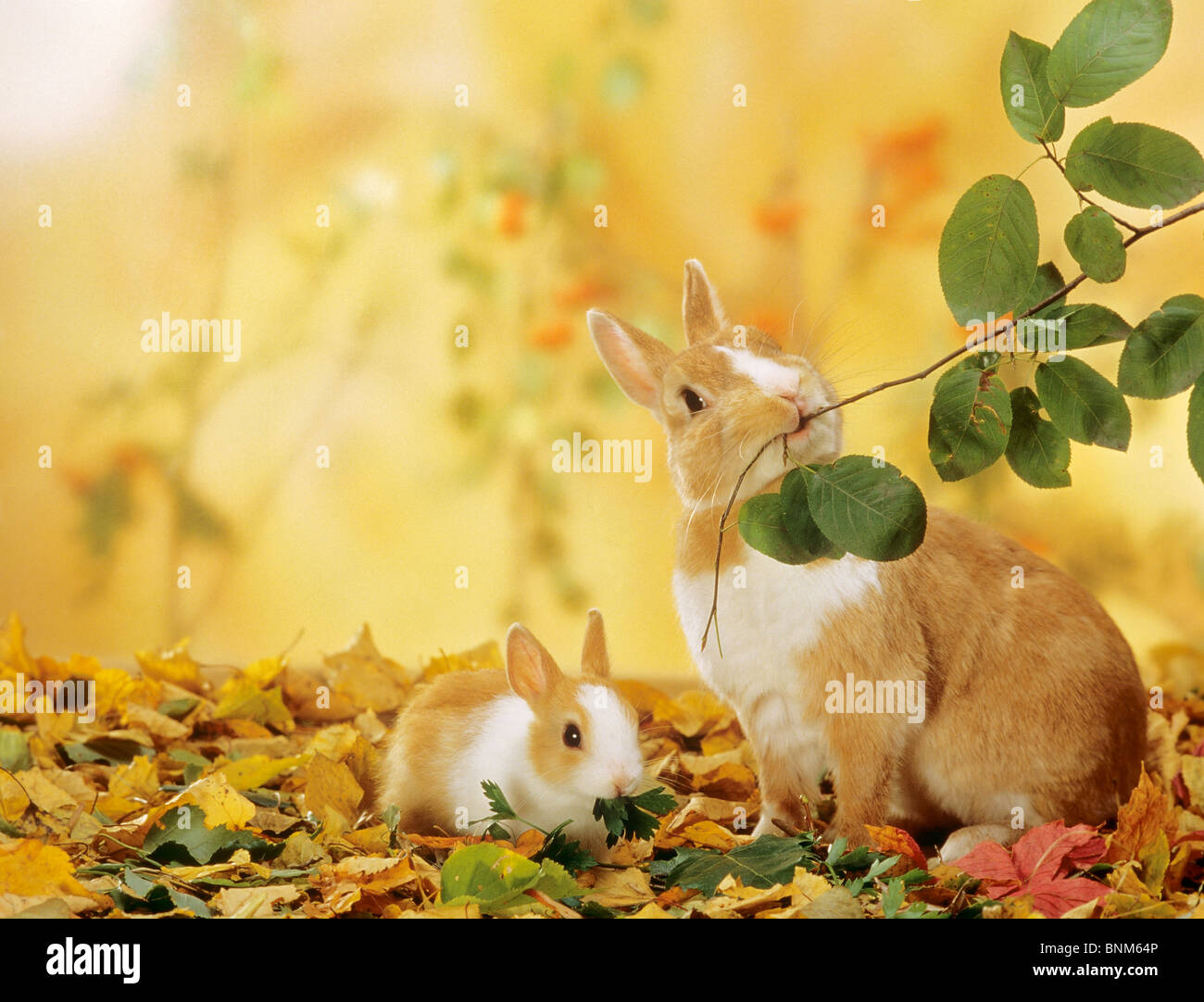 dwarf rabbit and cub munching Stock Photo - Alamy