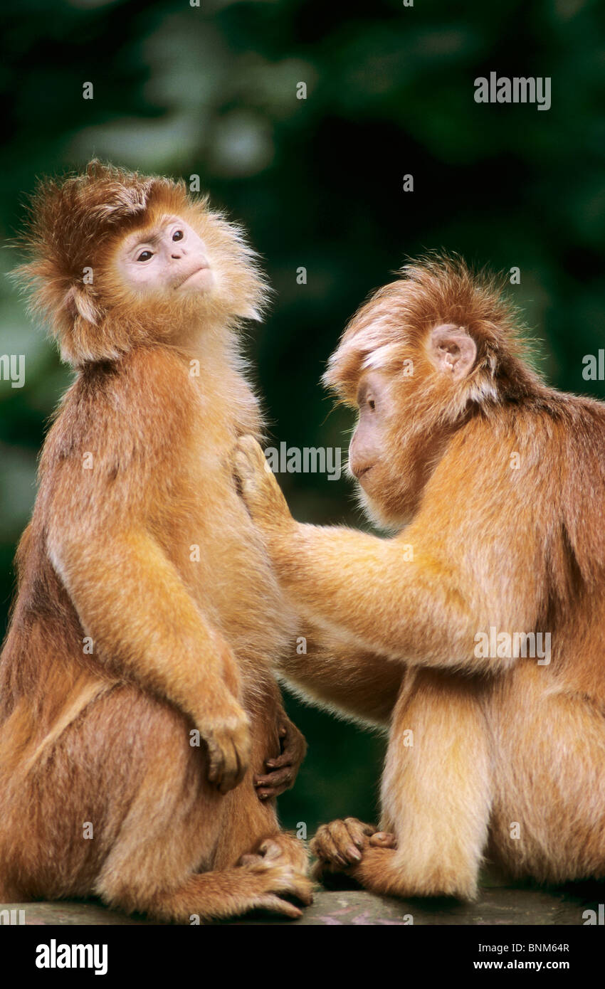 Javan Surili (Presbytis comata). Two individuals grooming each other ...