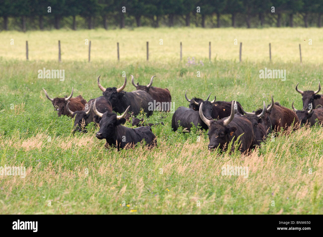 Camargue France cattle herd bulls animals outdoors meadow grass group ...