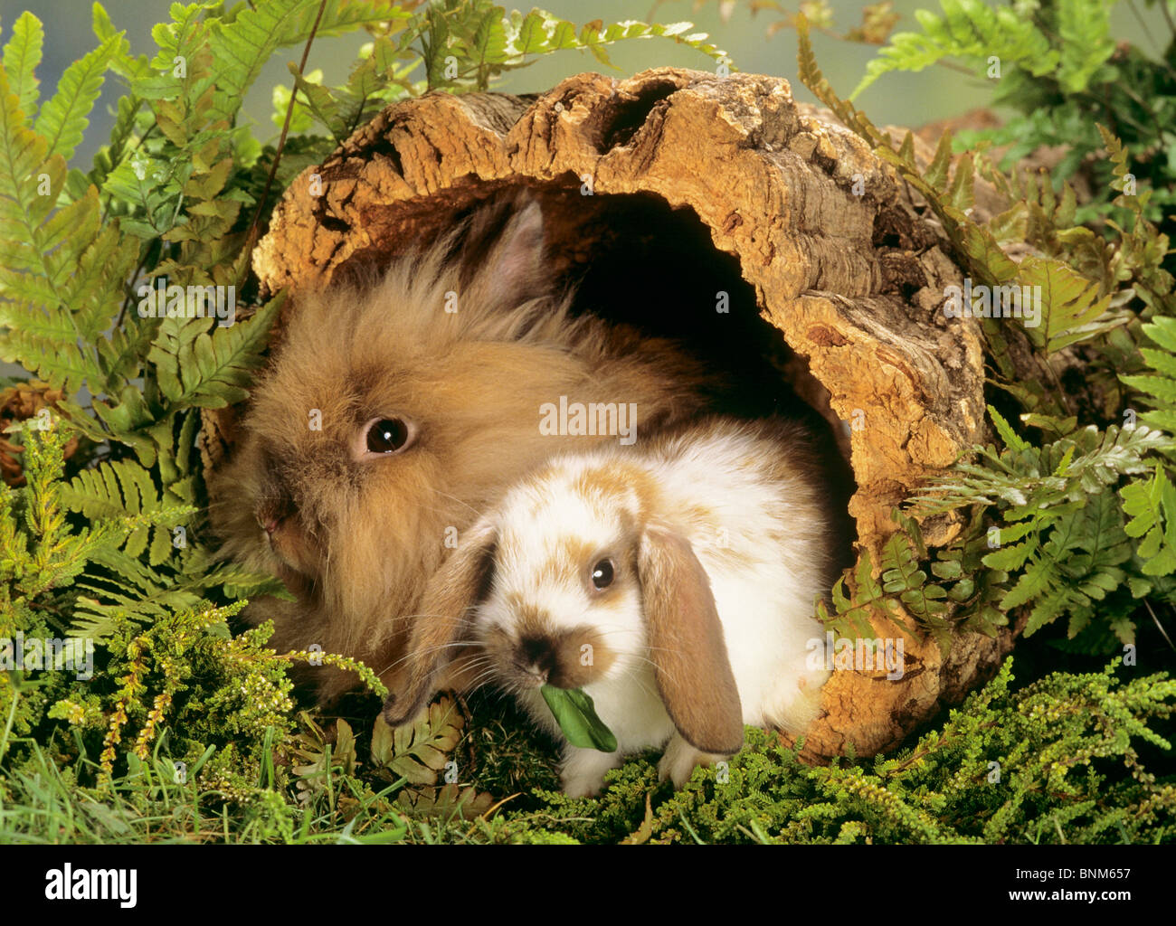 Lop-eared dwarf rabbit and Lion-headed dwarf rabbit cave Stock Photo ...
