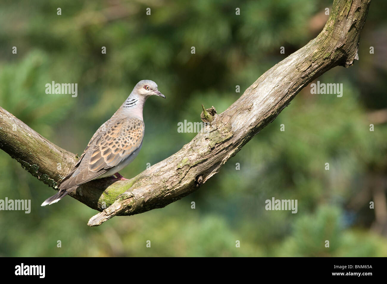 Turtle Dove Streptopelia tutur bird dove sitting branch tree portrait ...
