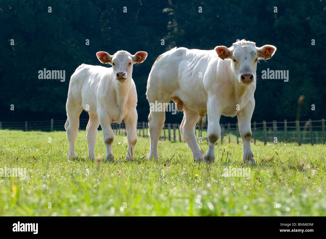 Cow Cattle France portrait two young nature animal close up grass ...