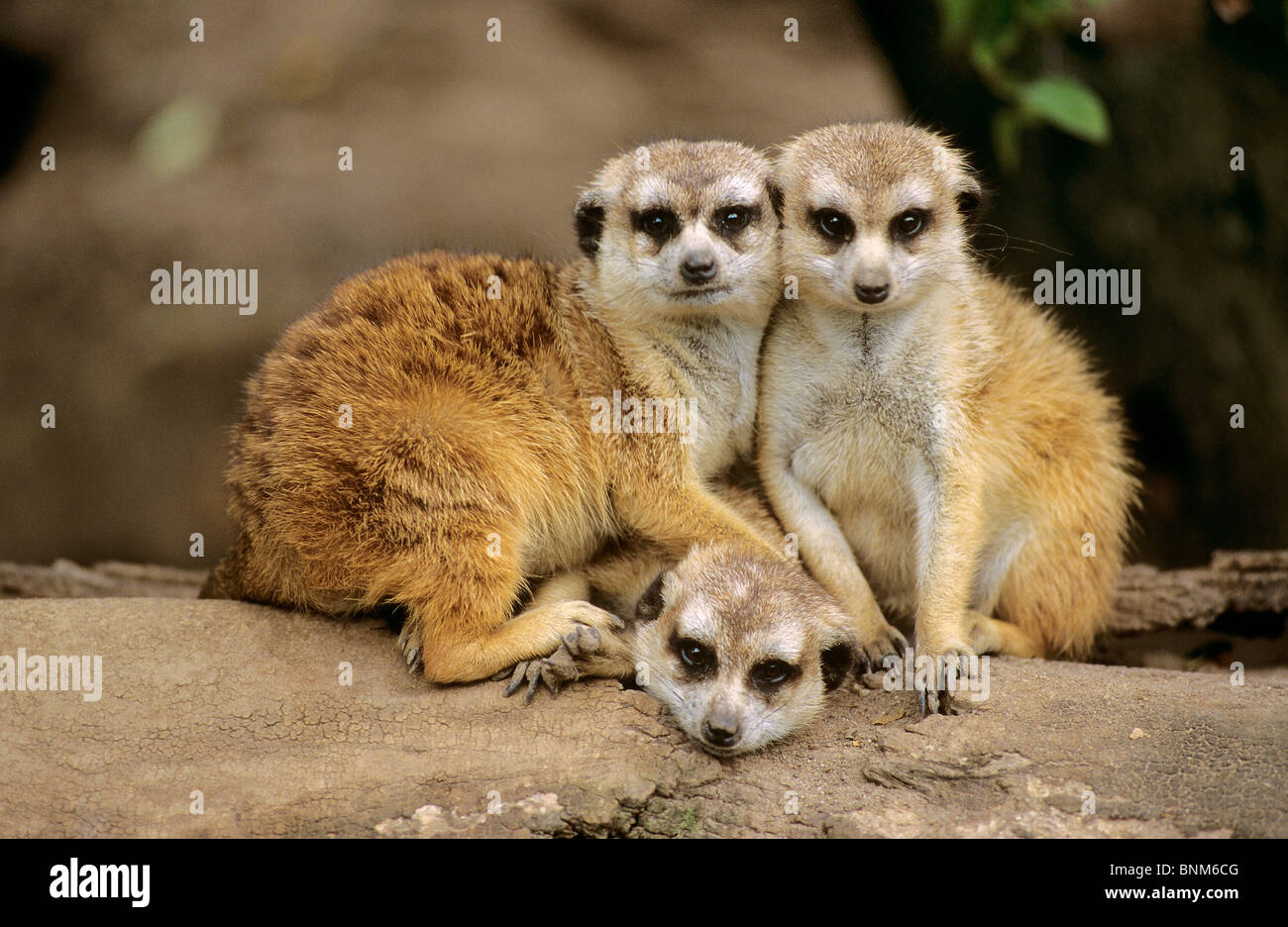 three suricates / Suricata suricatta Stock Photo - Alamy
