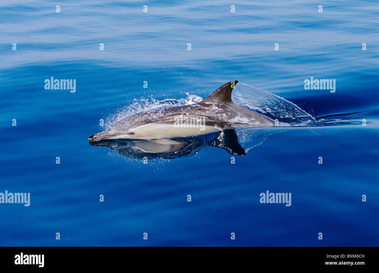 dolphin - jumping Stock Photo - Alamy