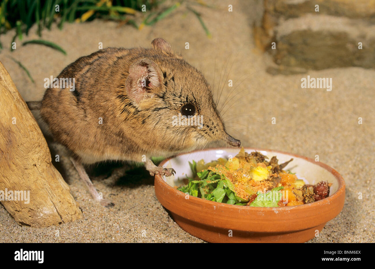 Elephant Shrew Eating