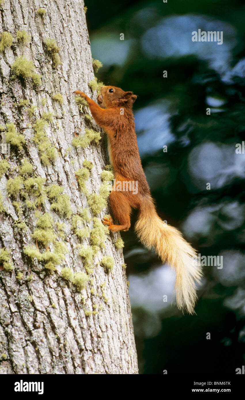 European Red Squirrel climbing at a tree trunk / Sciurus vulgaris Stock ...