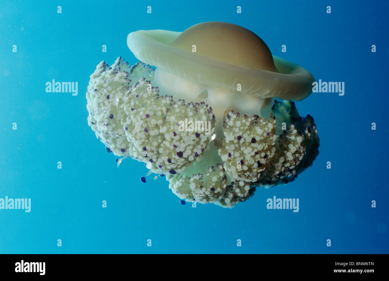 Cotylorhiza tuberculata jellyfish mediterranean hi-res stock ...