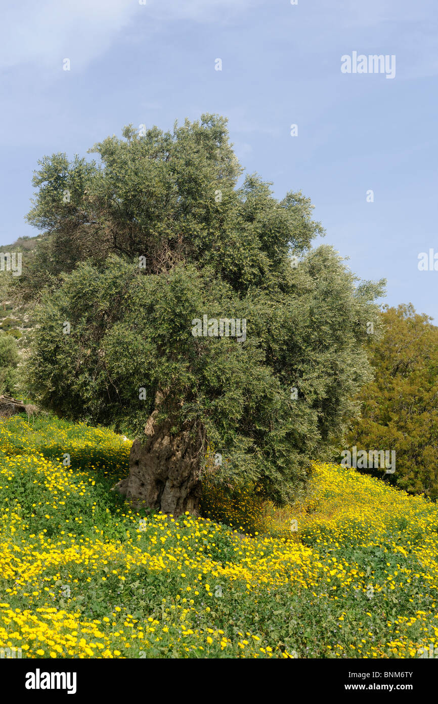 Olive tree (Olea europaea) on a hillside in Cyprus, with yellow wild ...