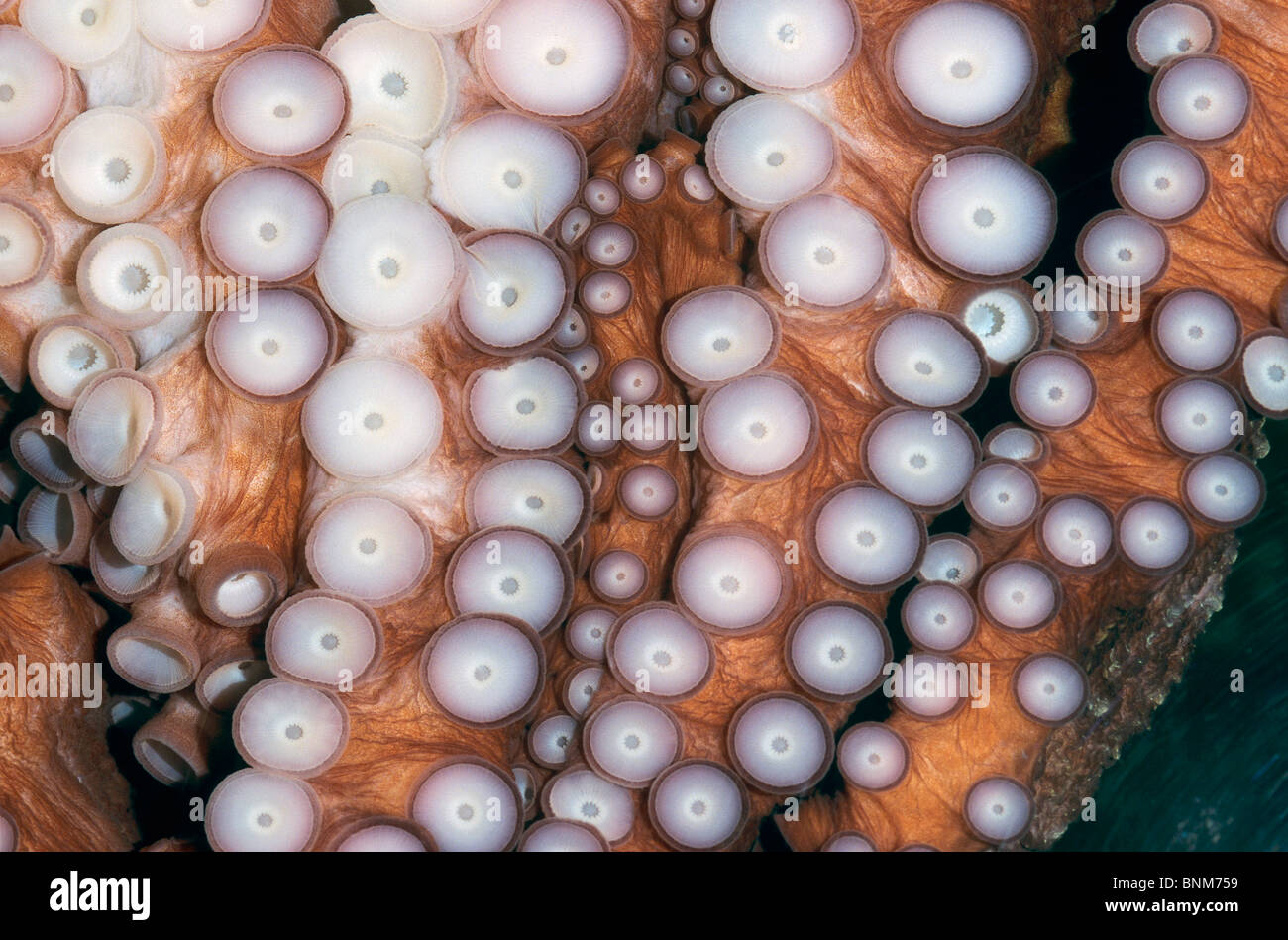 Sucker cups hi-res stock photography and images - Alamy