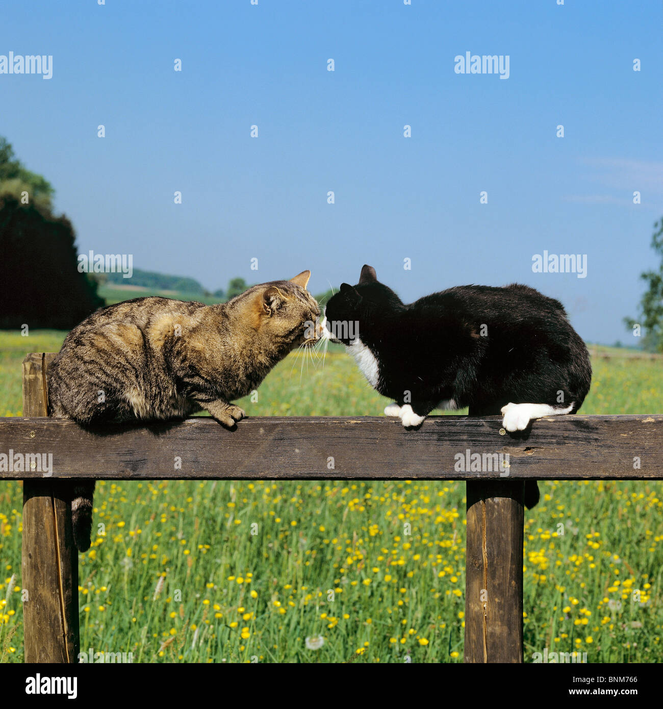 two domestic cats smooching wooden fence Stock Photo - Alamy