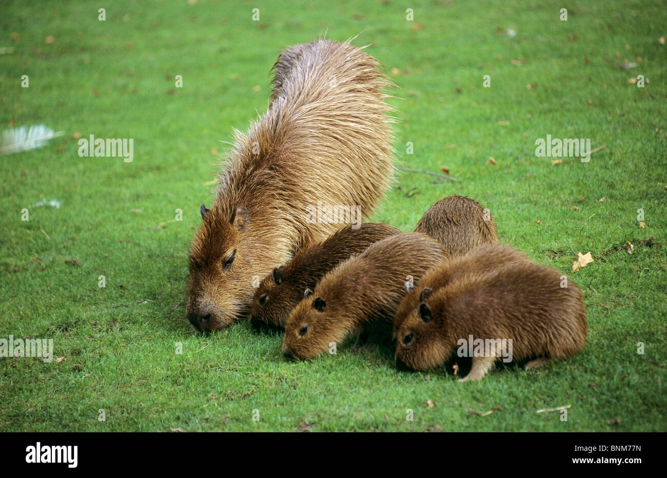 Small capybaras hi-res stock photography and images - Alamy