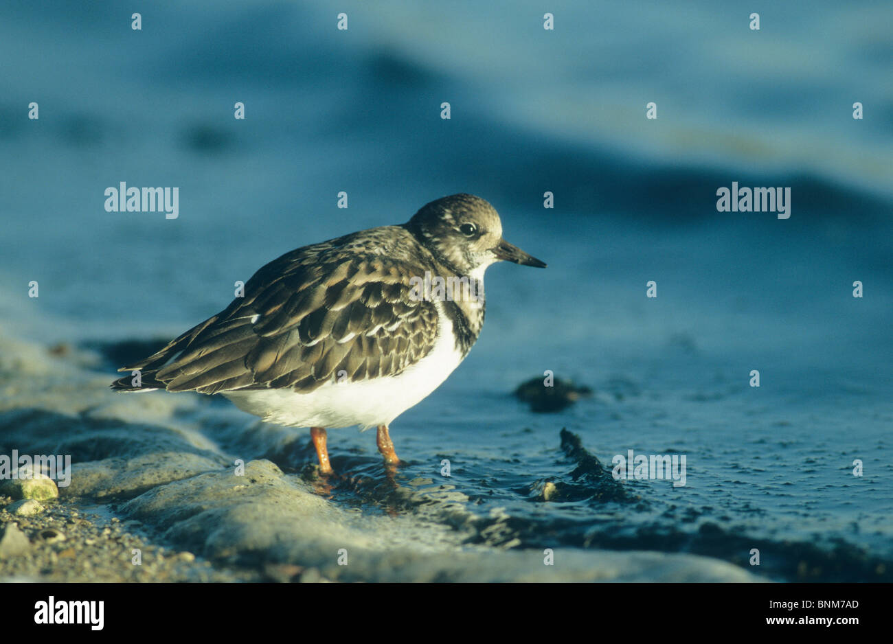 Turnstone, Arenaria interpres, Kent, England, winter Stock Photo - Alamy