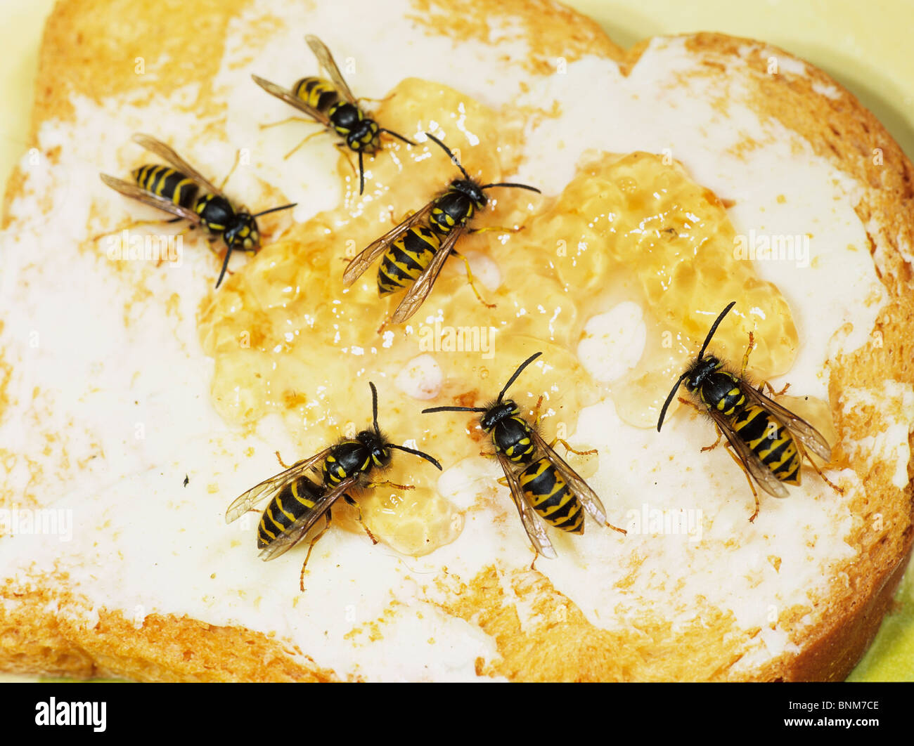 wasps at a jam sandwich Stock Photo - Alamy