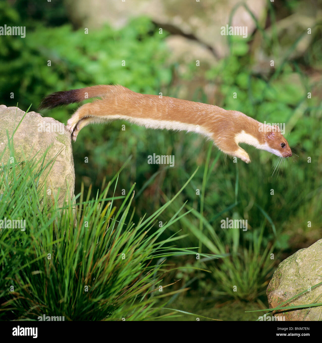 Ermine, Stoat (Mustela erminea) in summer coat leaping from one rock to ...