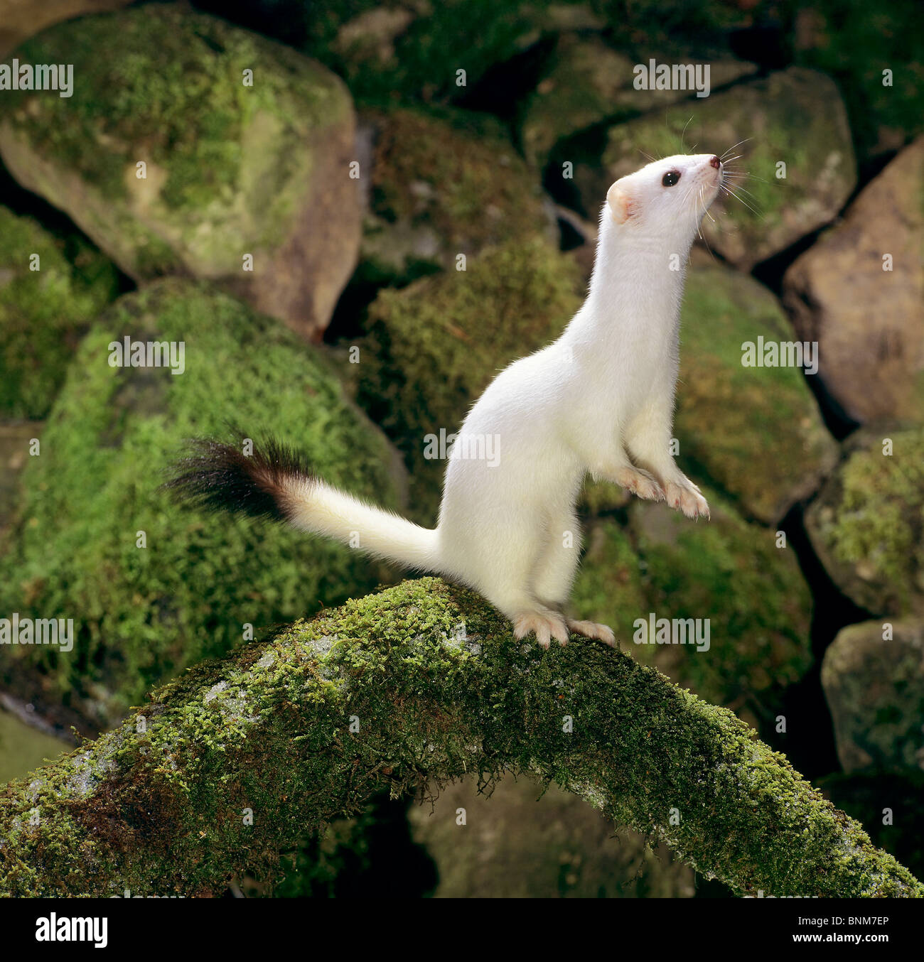 Stoat standing upright hi-res stock photography and images - Alamy