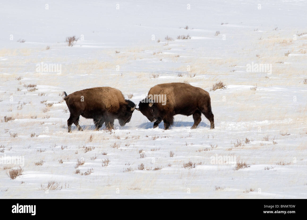 American Buffalo Bison bison buffallo two winter fight snow animals ...