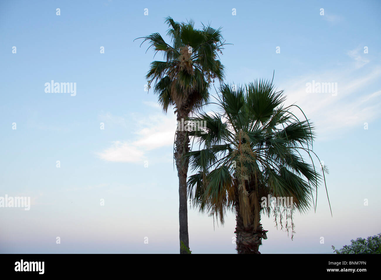 Palm tree in Spain Stock Photo - Alamy