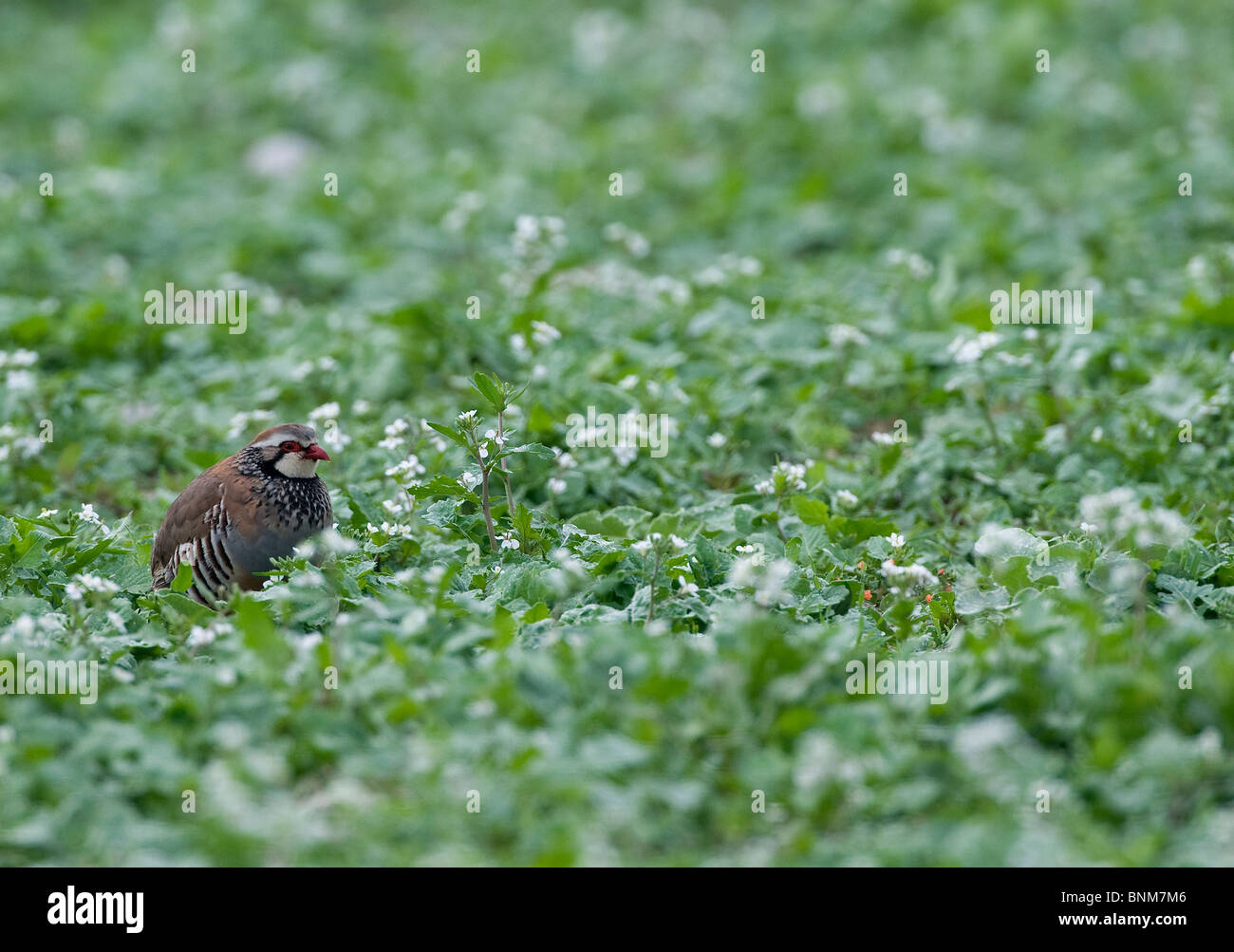 Red-legged Partridge Alectoris rufa bird animal nature endangered ...