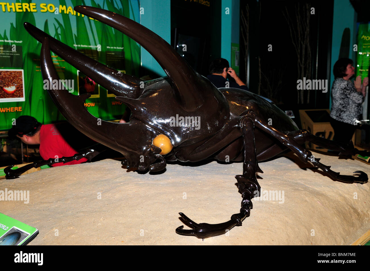 A giant model of a beetle bug Stock Photo - Alamy
