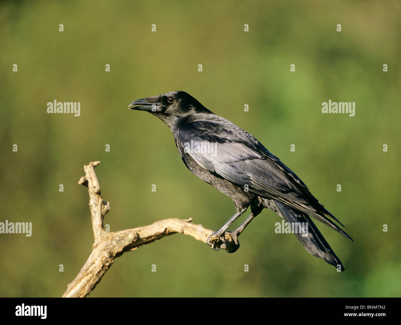 Crow on a tree branch hi-res stock photography and images - Alamy