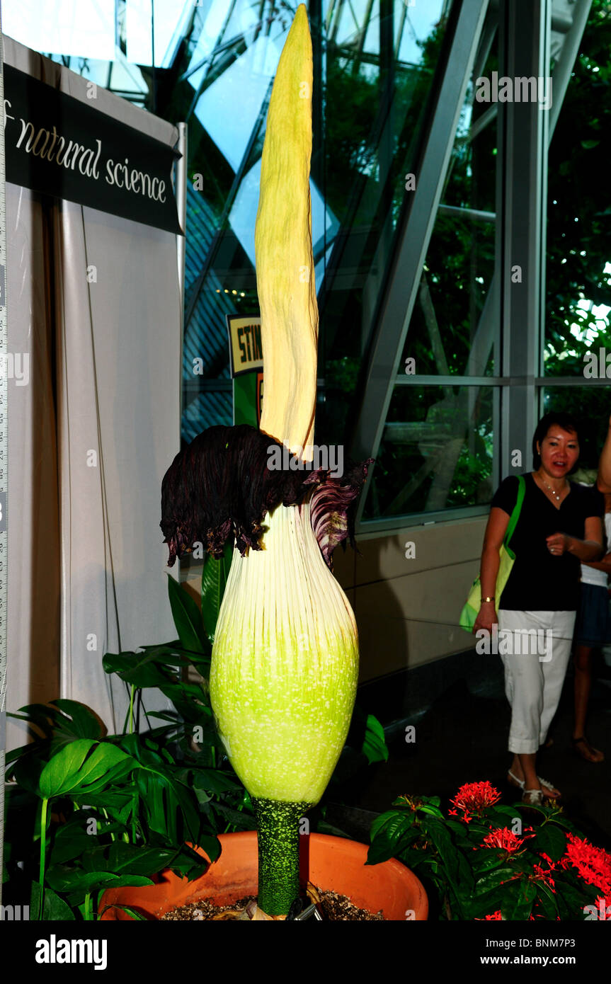 A corpse flower in display Stock Photo - Alamy
