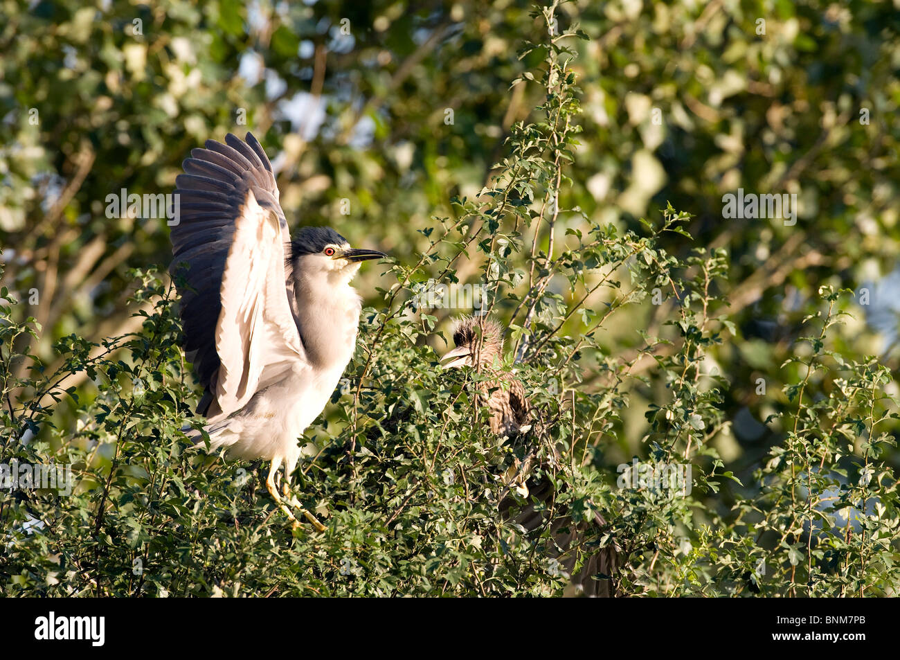 Night Heron Nycticorax nycticorax heron tree nature animal bird Stock ...