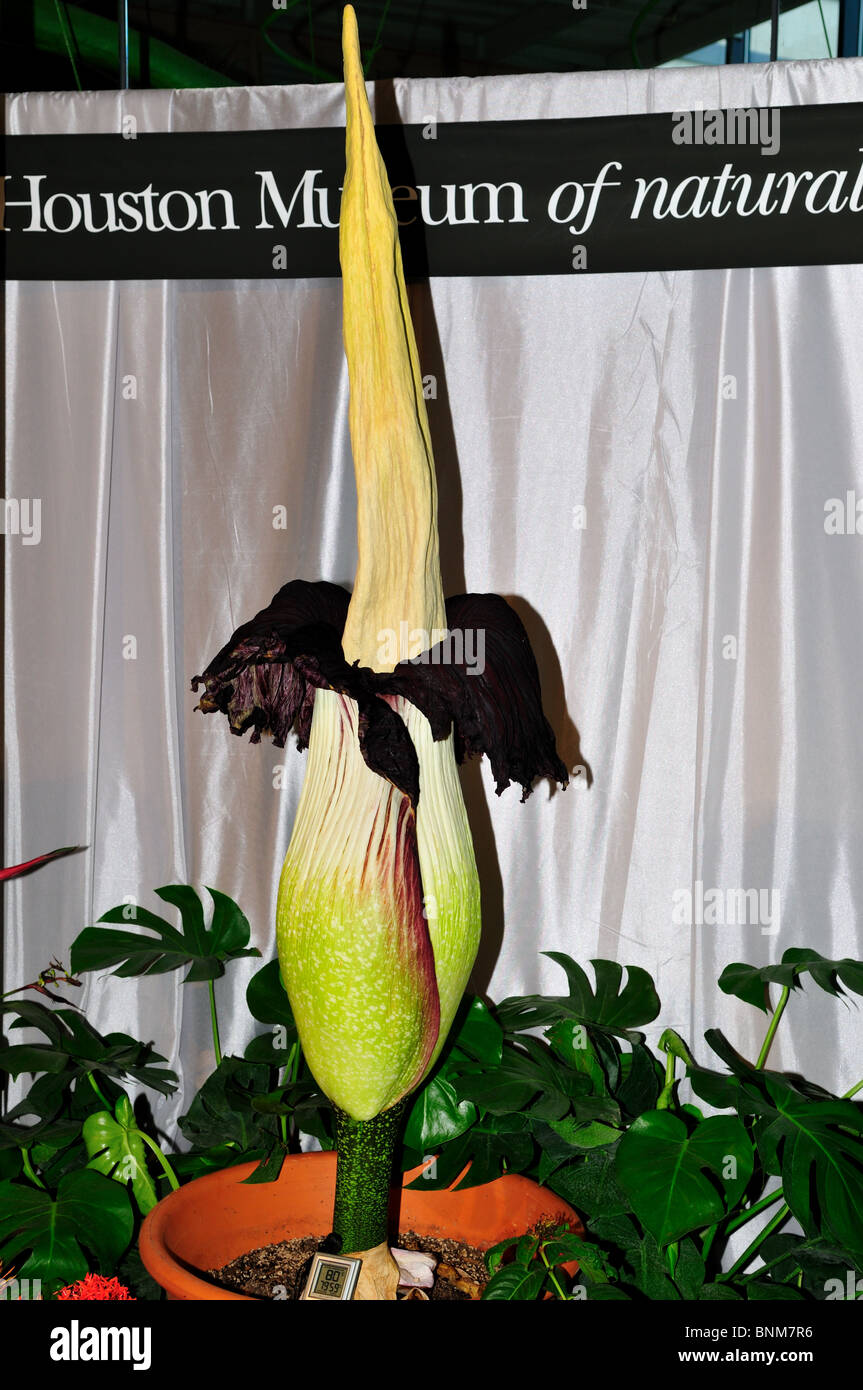 Corpse flower bloom hi-res stock photography and images - Alamy