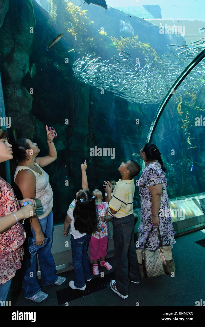 Kelp Forest exhibit at the California Science Center's new Ecosystems ...