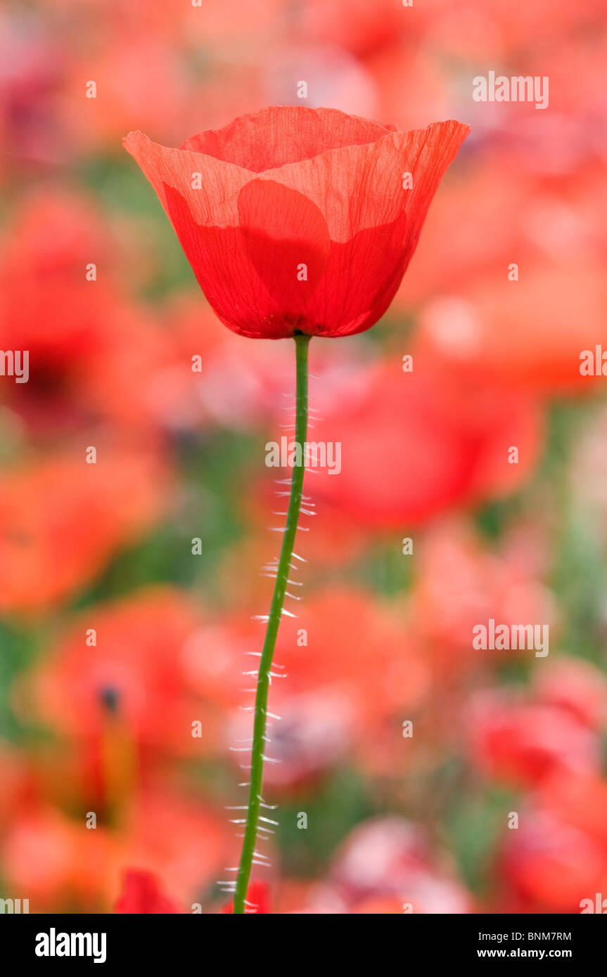 One single red flower hi-res stock photography and images - Alamy