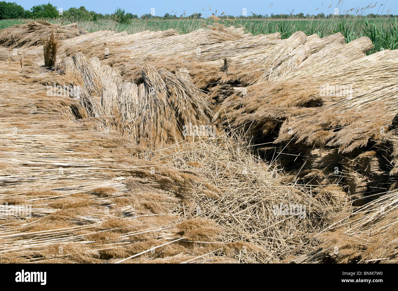 Reed bundles France Camargue harvest ecology nature plants Stock Photo ...