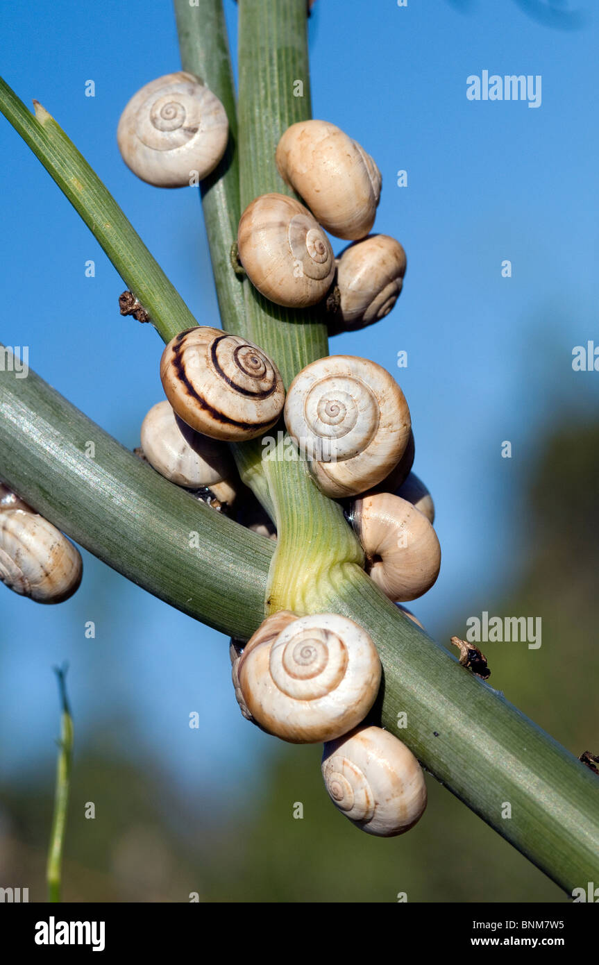 France Camargue White garden Snail Theba pisana snails many plant ...