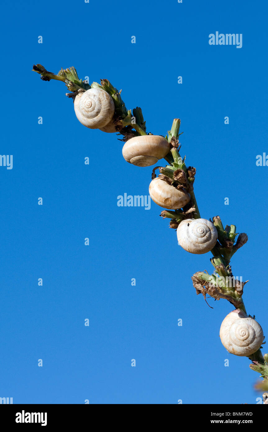 France Camargue White garden Snail Theba pisana snails many plant ...