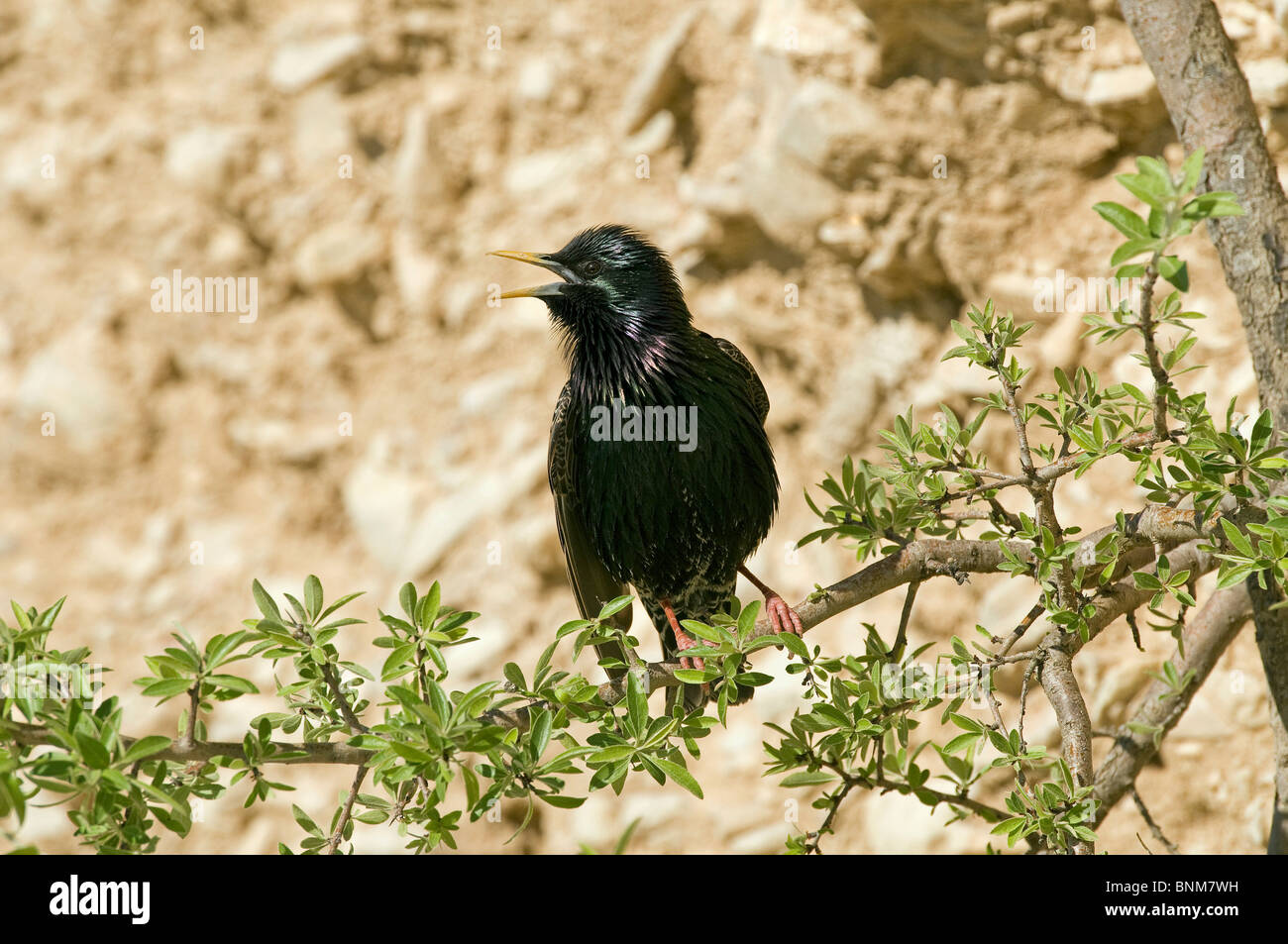 Starling singing Sturnus vulgaris bird black sitting tree branch ...