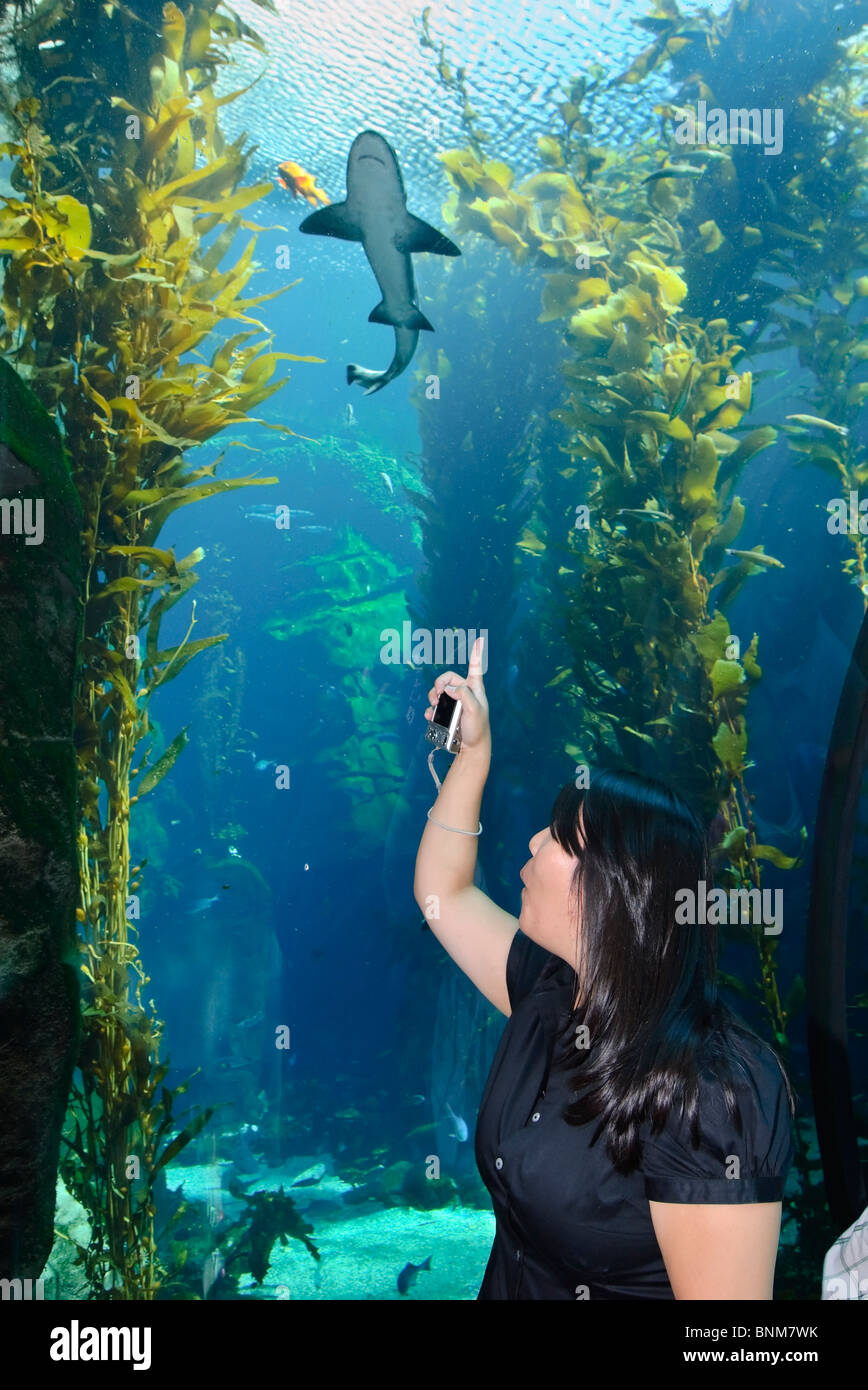 Kelp Forest exhibit at the California Science Center's new Ecosystems ...