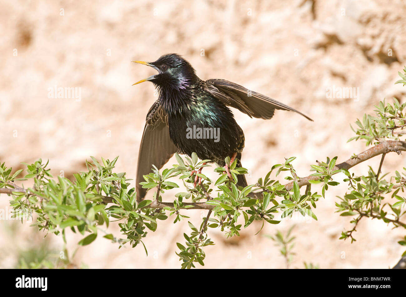 Starling singing Sturnus vulgaris bird black sitting tree branch ...