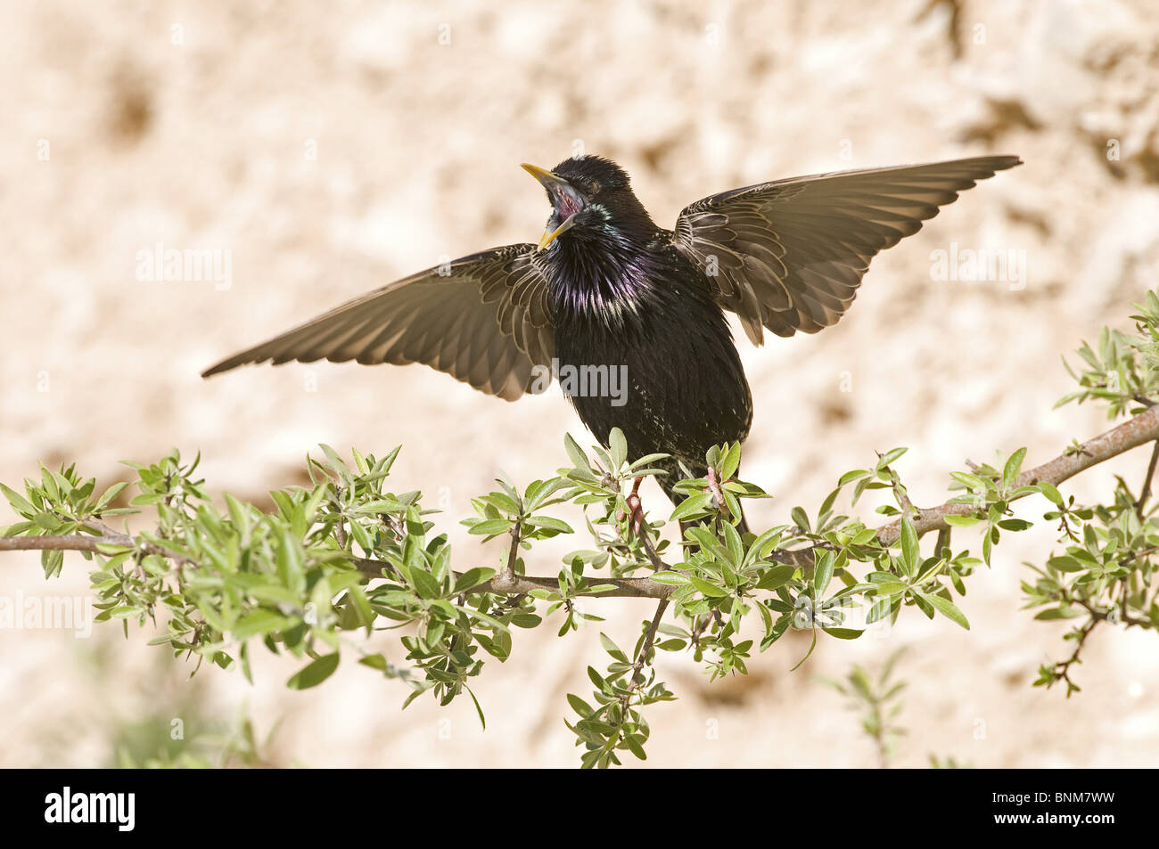 Starling singing Sturnus vulgaris bird black sitting tree branch ...