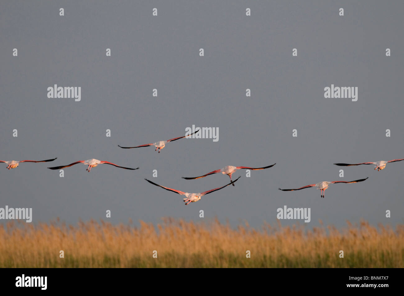 Great Flamingo Phoenicopterus ruber birds many flying flight start ...