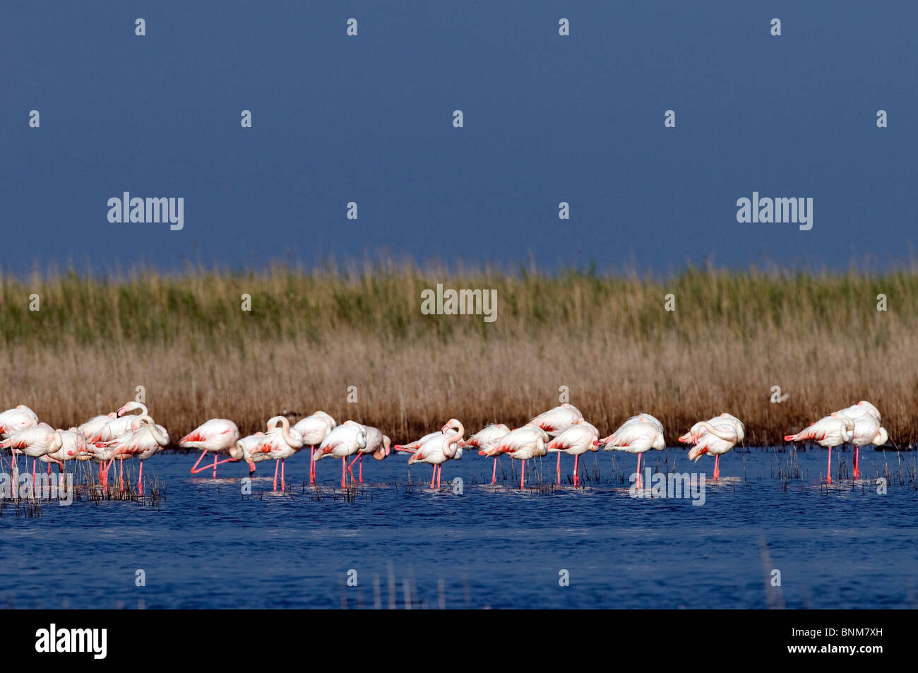 Great Flamingo Phoenicopterus ruber birds many group standing waters ...