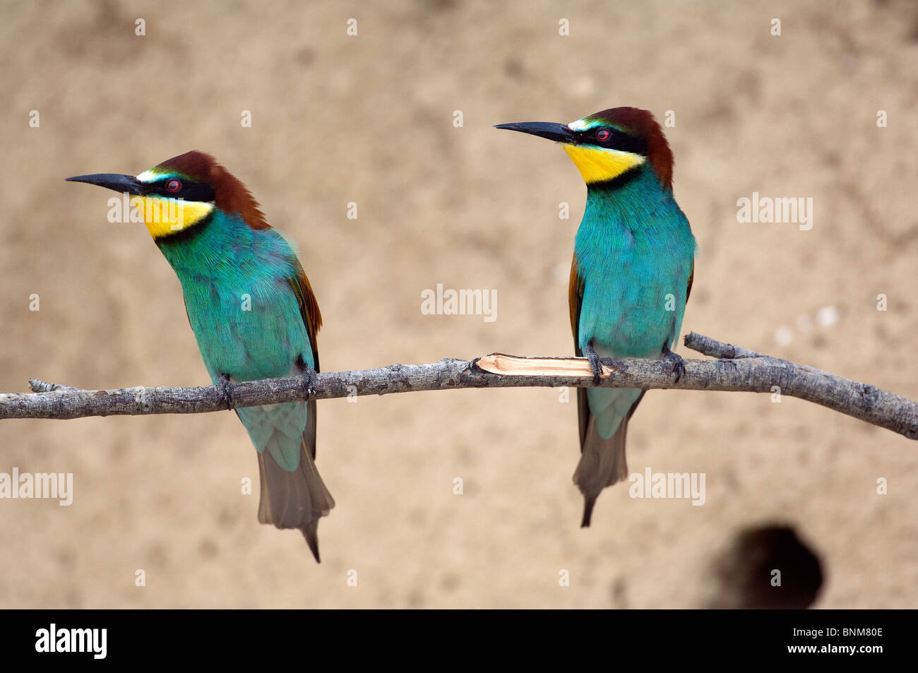Bee Eater Merops apiaster birds two couple sitting branch portrait ...