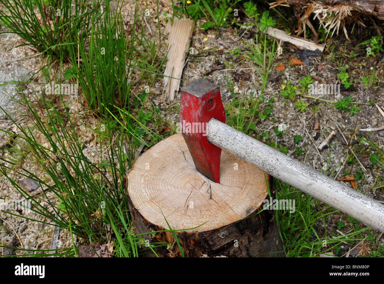 a red axe in some timber Stock Photo - Alamy
