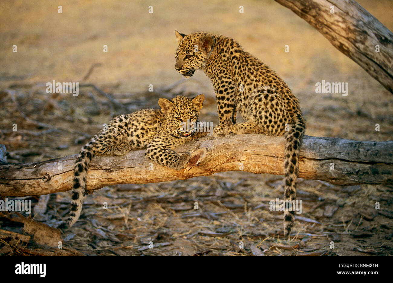 two young leopards on branch Stock Photo - Alamy