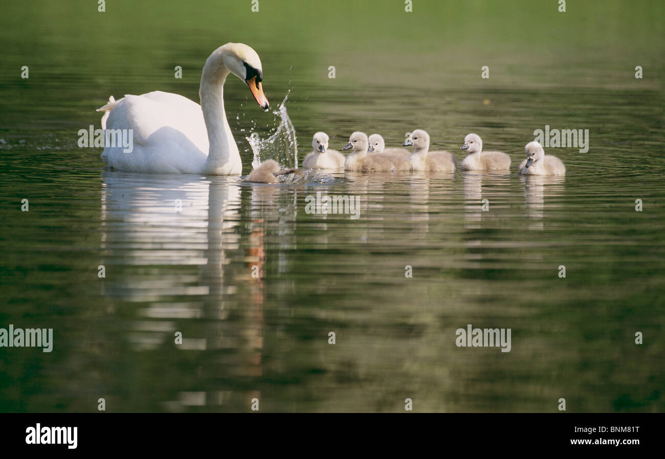 Mute swan with fledglings in the water / Cygnus olor Stock Photo - Alamy