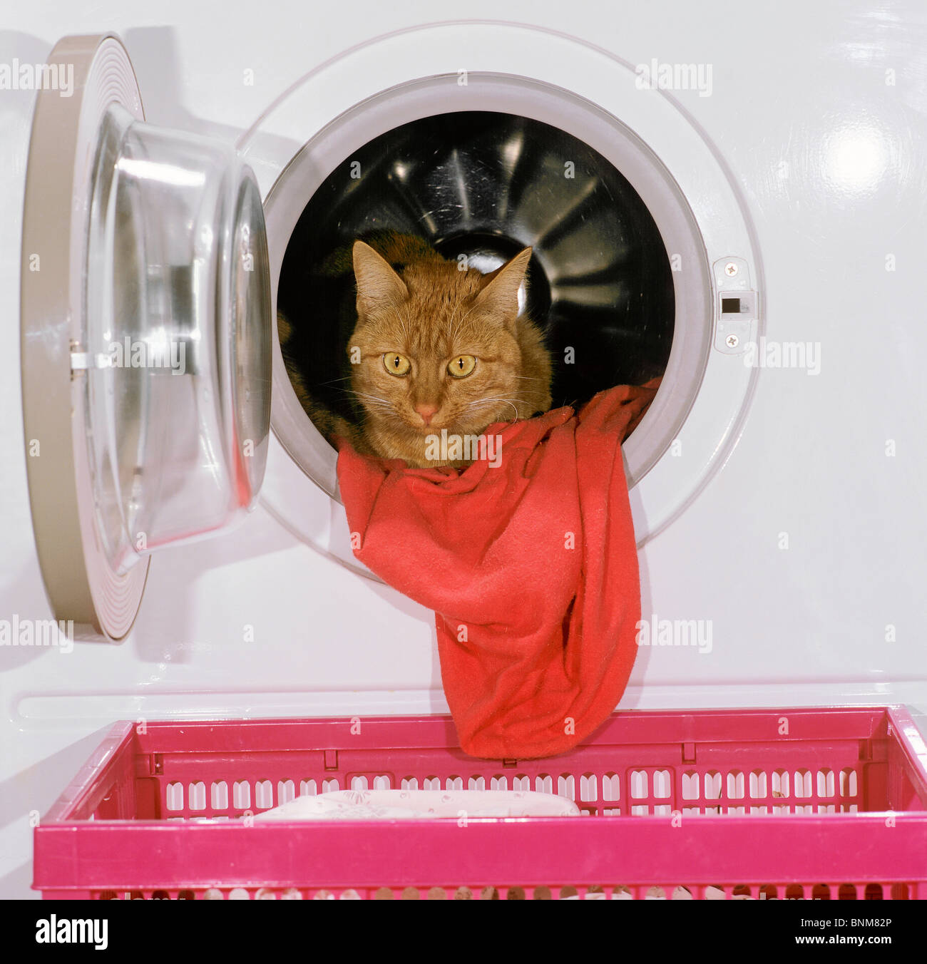 Cat in the washing machine hi-res stock photography and images - Alamy