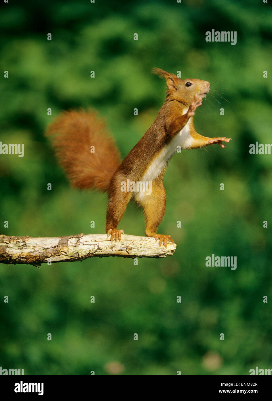 Red squirrel stand on a branch hi-res stock photography and images - Alamy