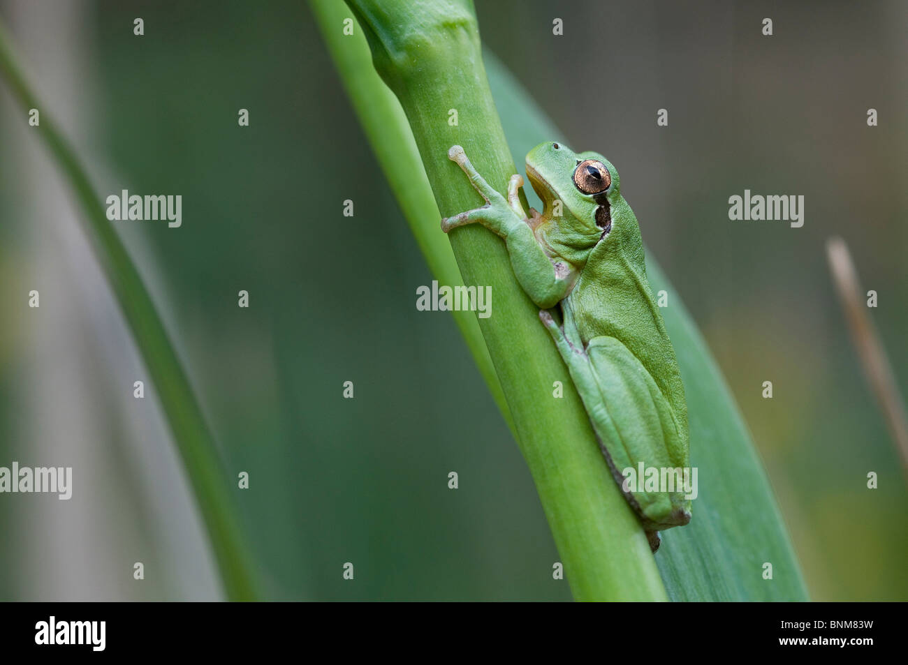 Stripeless Tree Frog Hyla meridionalis frog tree frog portrait green ...